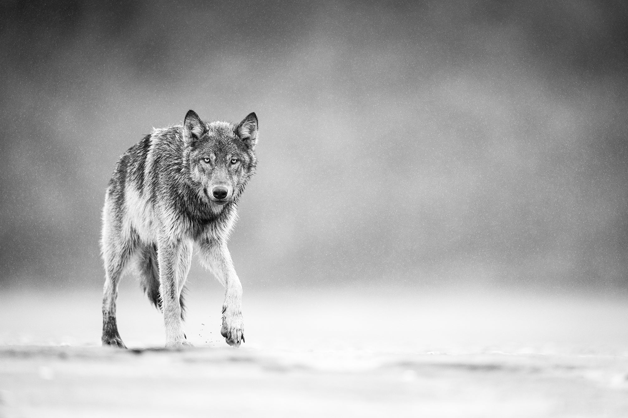 Brandon T. Brown / Canadian Rockies Wildlife Photography Canmore Banff