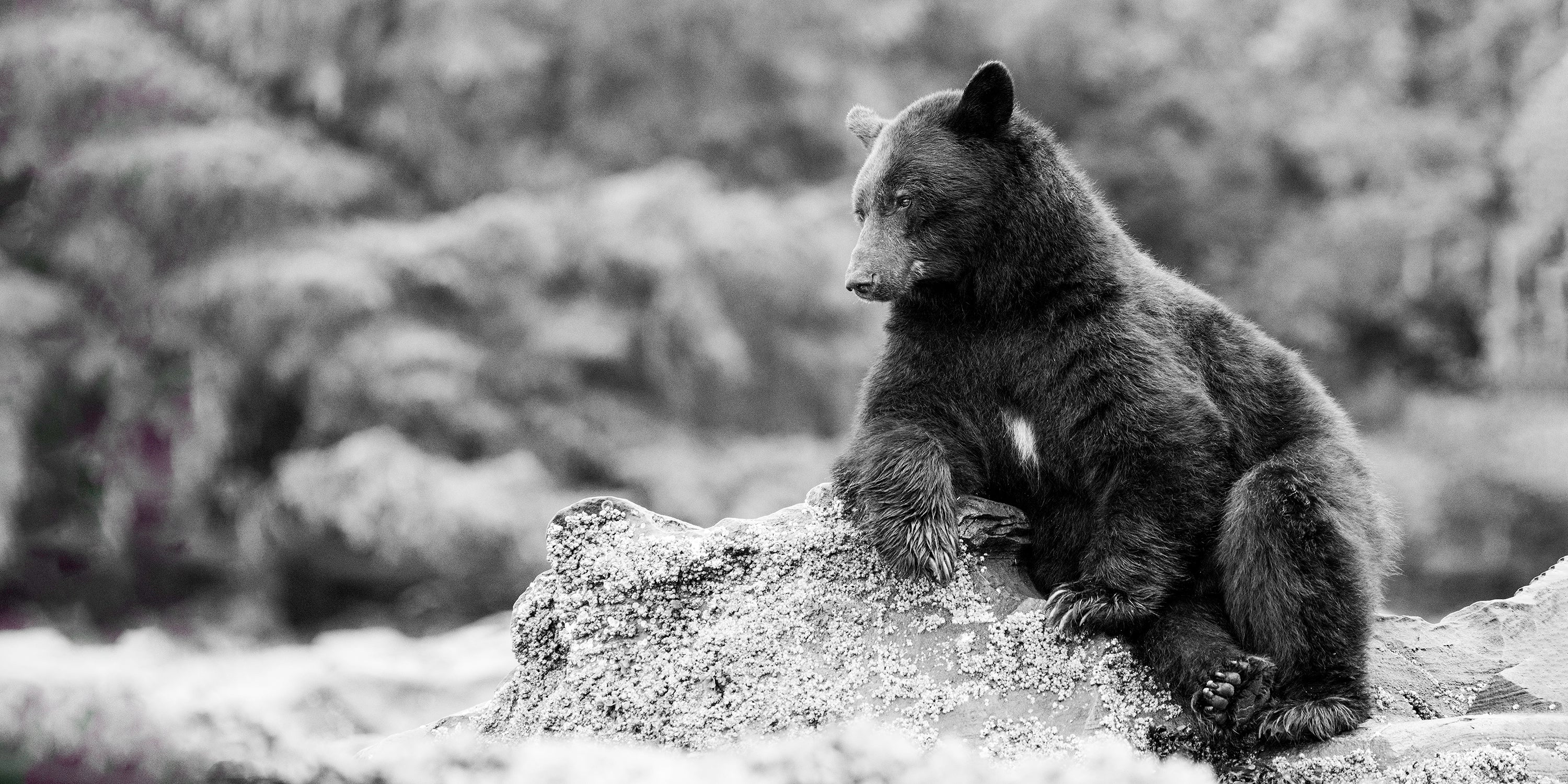 Brandon T. Brown / Canadian Rockies Wildlife Photography Canmore Banff