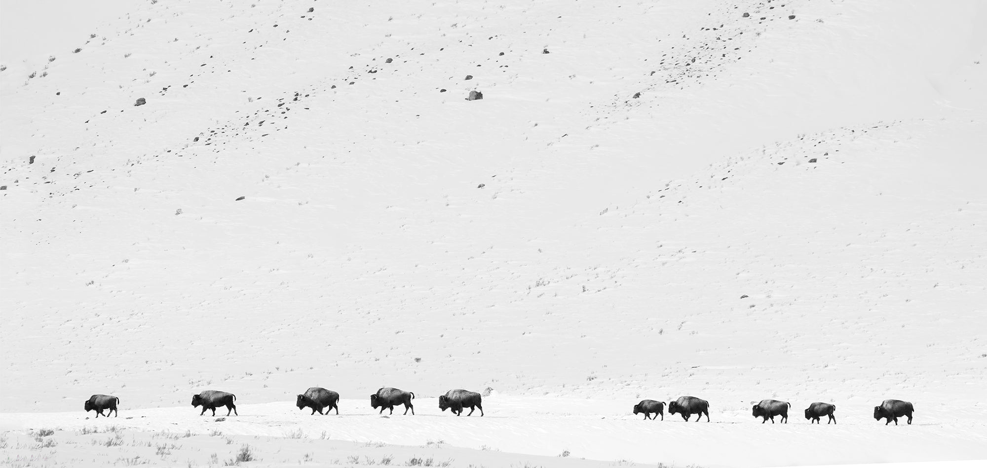 Brandon T. Brown / Canadian Rockies Wildlife Photography Canmore Banff