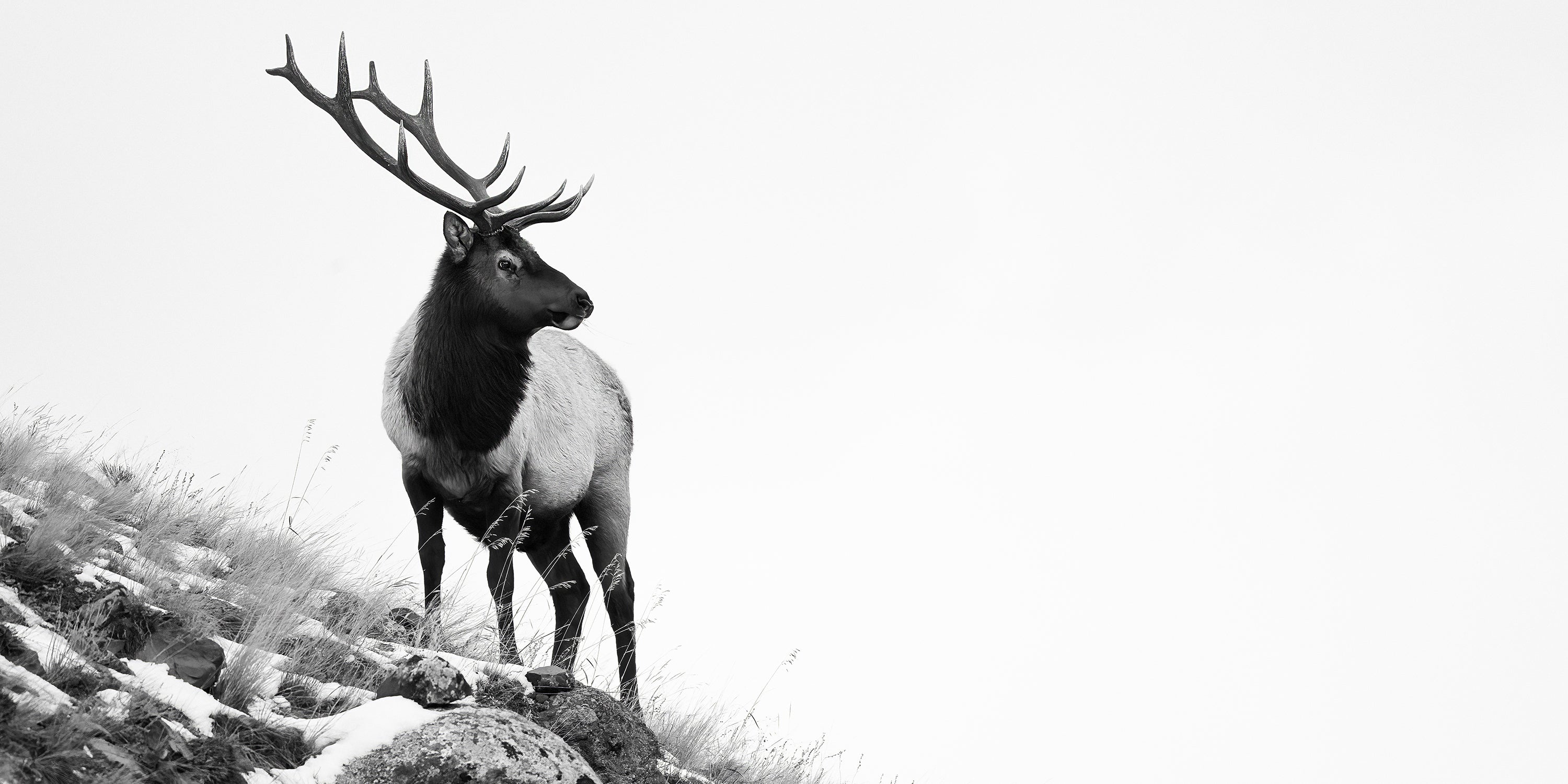 Brandon T. Brown / Canadian Rockies Wildlife Photography Canmore Banff
