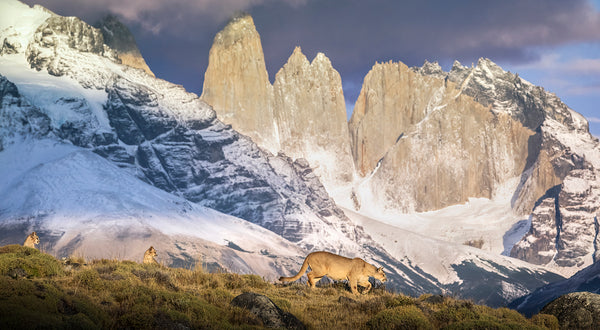 Lions Ridge - Brandon T. Brown