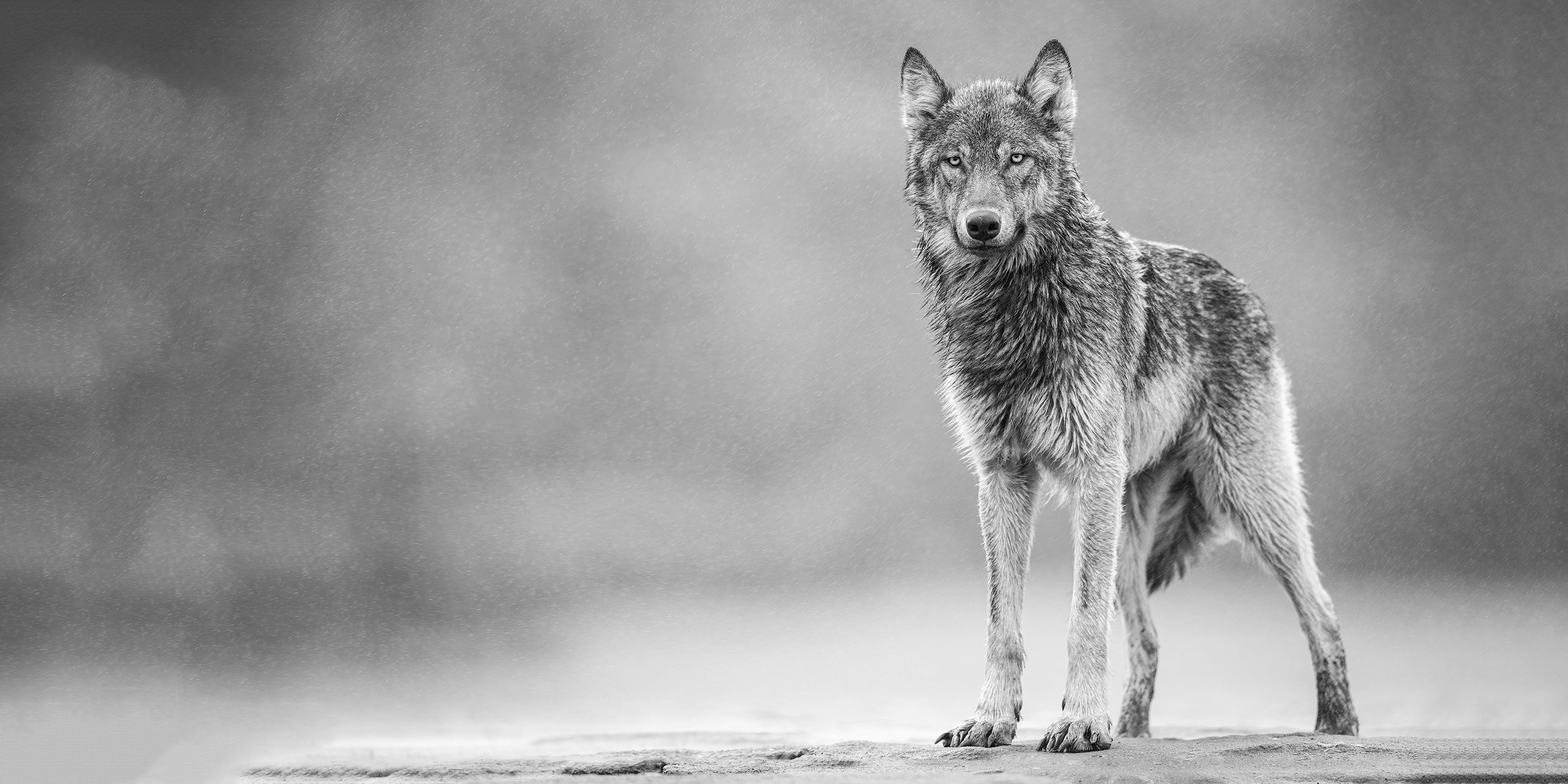 Brandon T. Brown / Canadian Rockies Wildlife Photography Canmore Banff