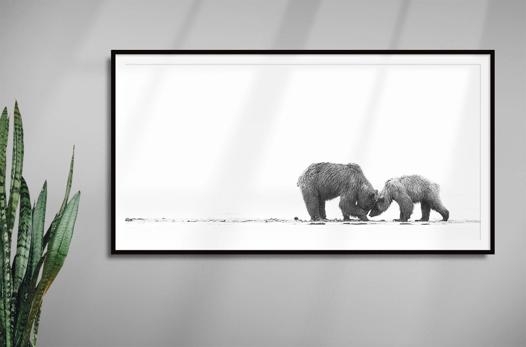 Brandon T. Brown / Canadian Rockies Wildlife Photography Canmore Banff