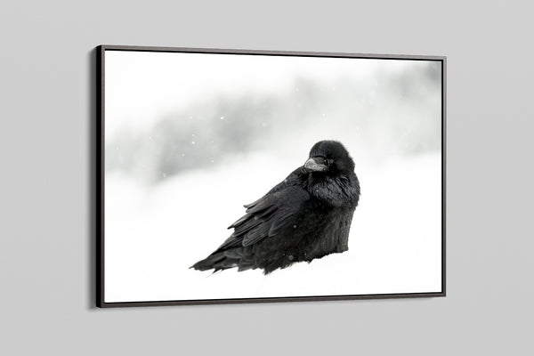 Raven Portrait - Brandon T. Brown