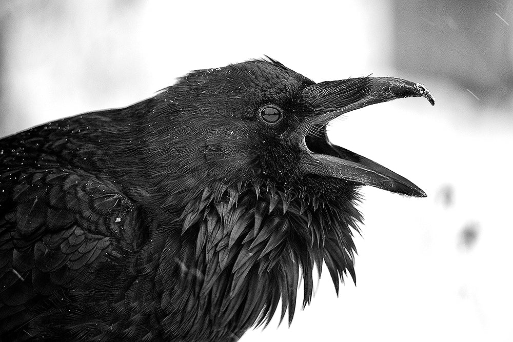 Raven Speak - Brandon T. Brown